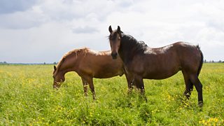 Farm Animals - BBC Bitesize