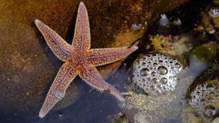 Seaside animals - BBC Bitesize