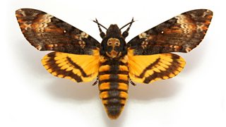 Nature - BBC News