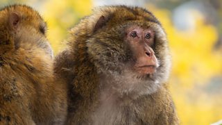 BBC One - Dynasties - Macaque ID guide