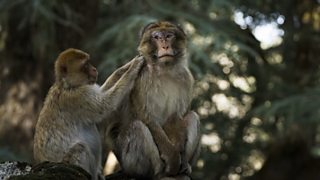 BBC One - Dynasties - Macaque ID guide