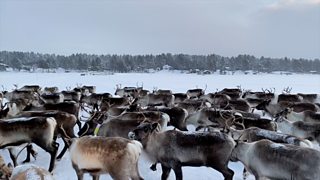 Reindeer herders fear Arctic industry boom - BBC News