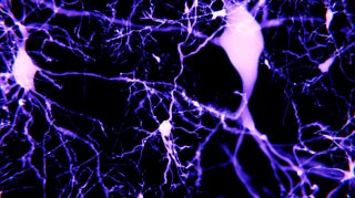 Higher Human Biology - BBC Bitesize