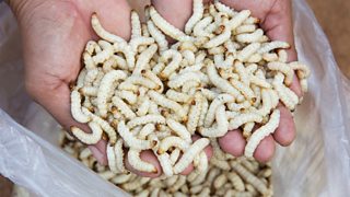 Why maggots are a medical marvel - BBC Ideas