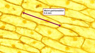TGAU Bioleg - BBC Bitesize