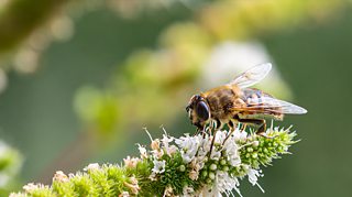 Higher Biology questions - Components of and threats to biodiversity ...