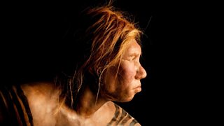 Human evolution - BBC News