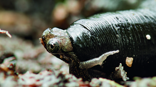 BBC One - Wild Isles - Tiny toadlets and lurking leeches - a horror ...