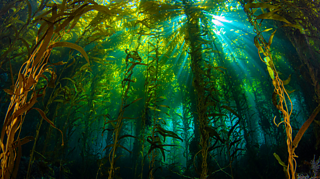 Are these the most fantastic forests from across the globe? - BBC Bitesize