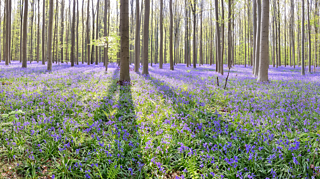 Are these the most fantastic forests from across the globe? - BBC Bitesize