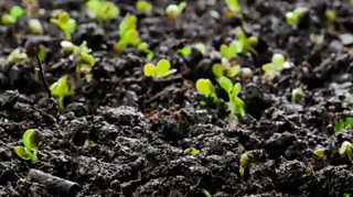 National 4 Biology - BBC Bitesize