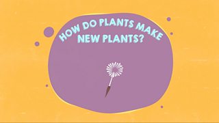 KS1 Science - Plants: What is a plant? - BBC Teach