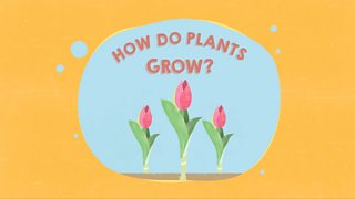 KS1 Science - Plants: What is a plant? - BBC Teach