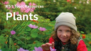KS1 Science - Plants - BBC Teach