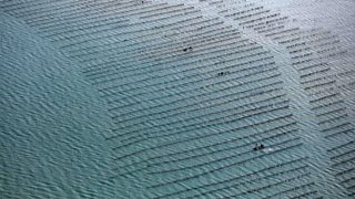 How to eat seafood sustainably - BBC Food