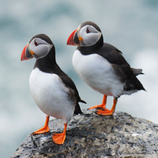 Different types of animals - BBC Bitesize