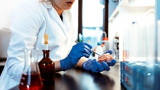 Genetic engineering - BBC News