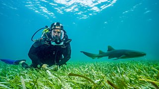 Deadly Mission Shark - CBBC - BBC