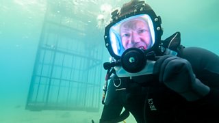Deadly Mission Shark - CBBC - BBC