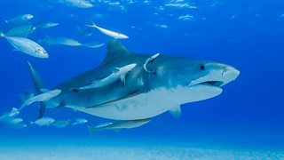 Deadly Mission Shark - CBBC - BBC
