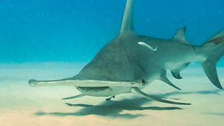 Deadly Mission Shark - CBBC - BBC