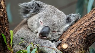 Four of the laziest things on earth - BBC Bitesize