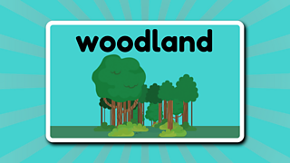 Amazing animals vocabulary – KS1 English curriculum - BBC Bitesize