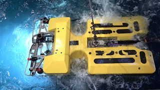 BBC One - Planet Earth III - The Octopus Garden: The struggle to reproduce