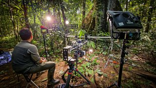 BBC One - Planet Earth III - Filming the fall of a forest giant