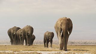 BBC One - Planet Earth III - Extremes: What to expect
