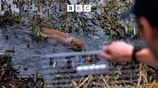 Rewilding - BBC News