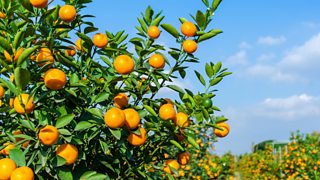 Growing food around the world - KS2 - BBC Bitesize