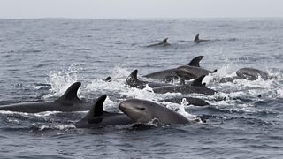 BBC One - Mammals - Studying false killer whales and bottlenose dolphins