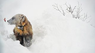 BBC One - Mammals - Uncovering the world of the wolverine