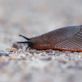 BBC One - Morning Live - Mark Lane - Slugs & Pests