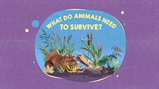 Animals: KS1 Science resources - BBC Teach