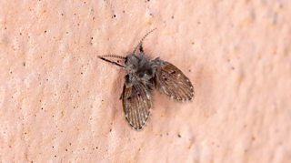 Four summer insects to look out for in the home. - BBC Bitesize