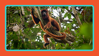 What is a rainforest habitat? - KS1 Science curriculum - BBC Bitesize