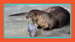 What is a habitat? - KS1 Science curriculum - BBC Bitesize