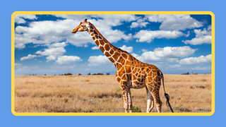 What is a vertebrate? – KS2 Science curriculum - BBC Bitesize