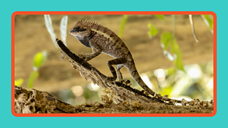 What is a vertebrate? – KS2 Science curriculum - BBC Bitesize