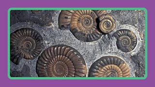 Fossils – KS2 Science curriculum - BBC Bitesize