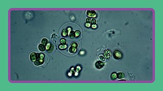 What is a microorganism? – KS2 Science curriculum - BBC Bitesize