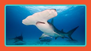 What is evolution? – KS2 Science curriculum - BBC Bitesize