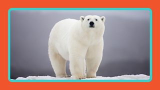 What is adaptation? – KS2 Science curriculum - BBC Bitesize
