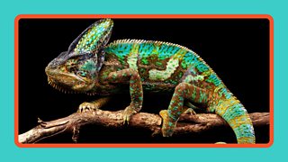 What is adaptation? – KS2 Science curriculum - BBC Bitesize