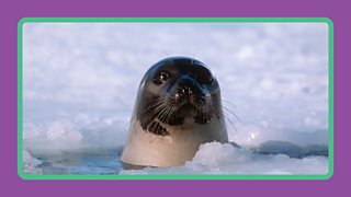 What is a habitat? - KS1 Science curriculum - BBC Bitesize