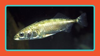 What is a pond habitat? – KS1 Science curriculum - BBC Bitesize