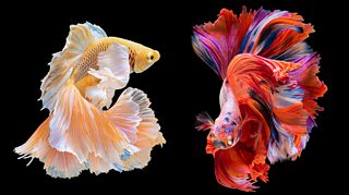 Fish facts – 5 fun facts about fish for kids - BBC Bitesize