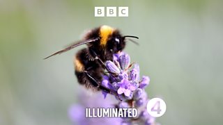 Bees - BBC News